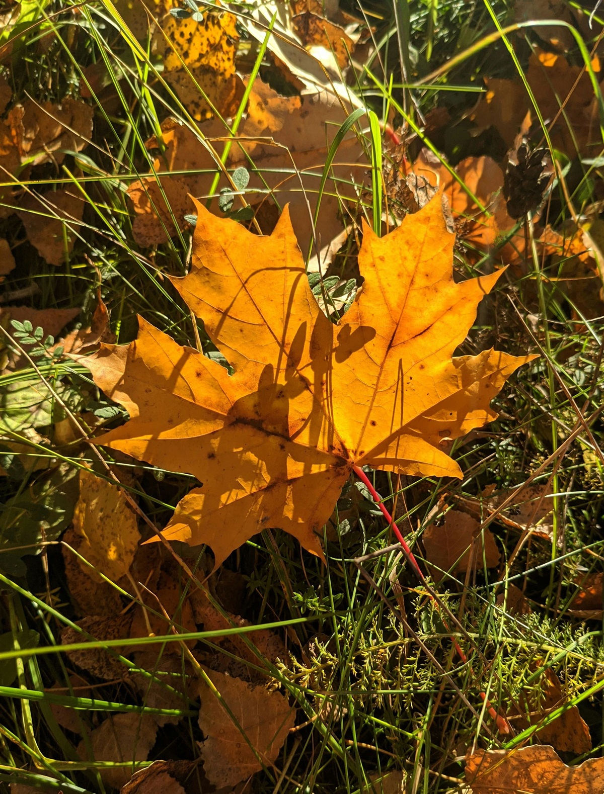 City of St. Charles Leaf Collection Program Begins Oct. 27, 2025 - City ...